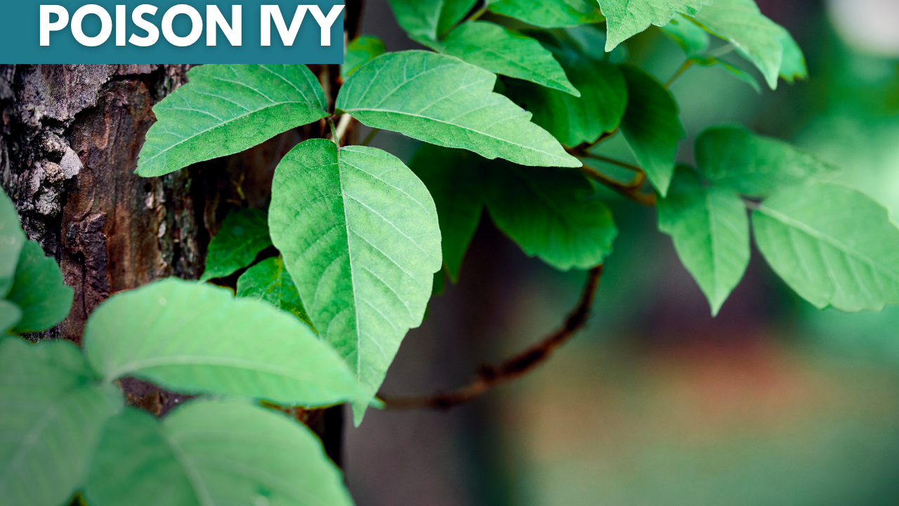 How to Spot Poison Ivy, Oak & Sumac - Xpress Wellness Urgent Care